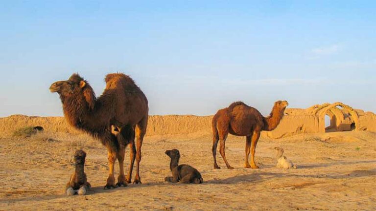Dasht-e Kavir: The Mysteries of Iran's Great Salt Desert Unveiled