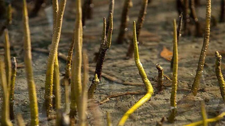 Discovering Qeshm Hara Forests or Mangrove Forests of Qeshm